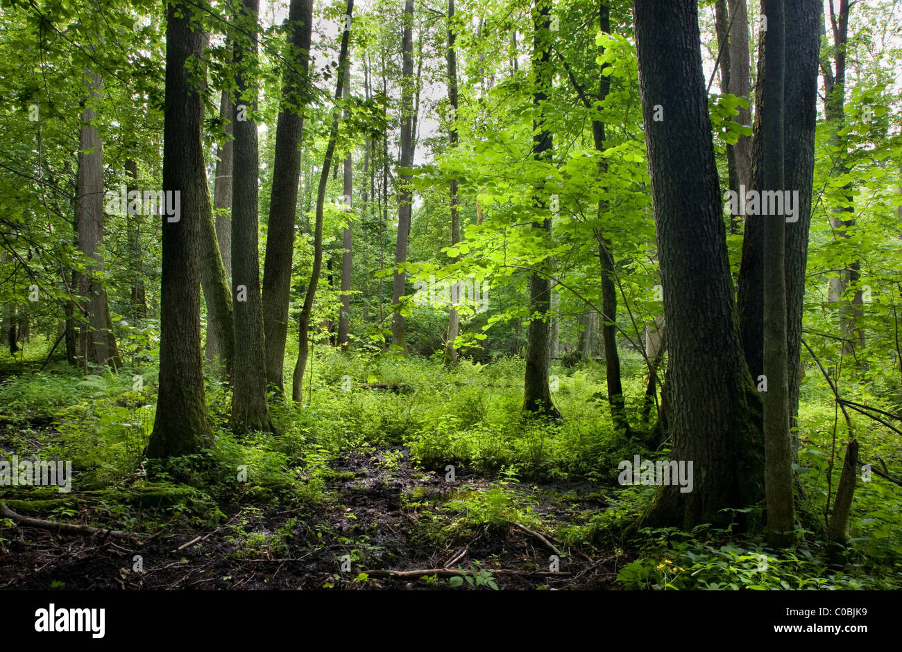 Wet riparian forest in summer with some old alder trees in foreground ...