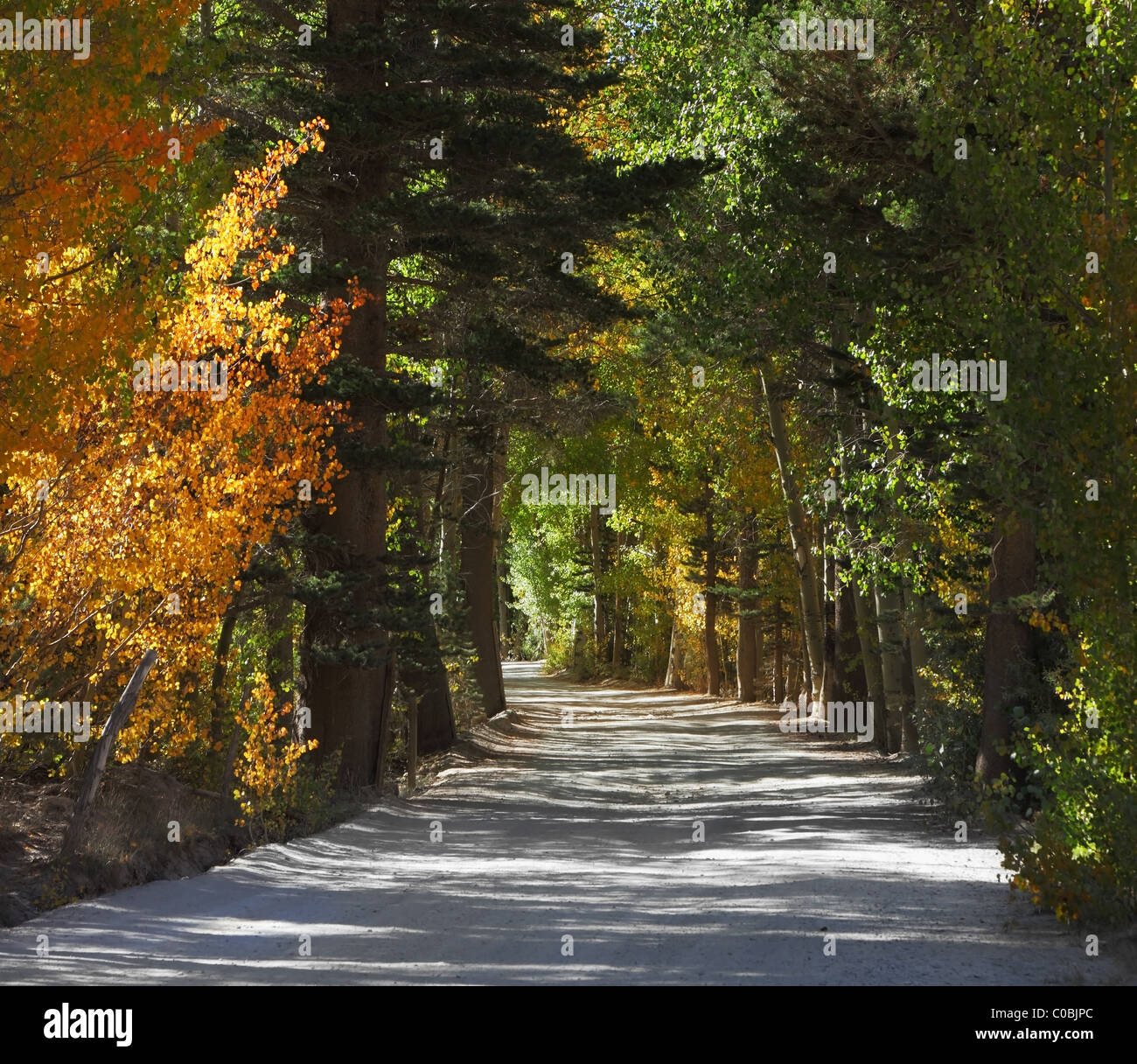 Shady alley in the mountain park. A bright sunny day and colorful ...