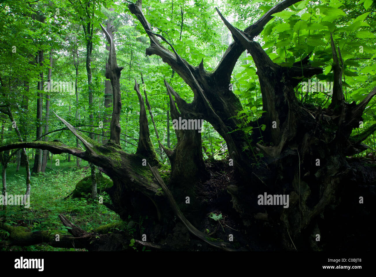 Broken tree roots in foreground of deciduous stand Stock Photo - Alamy