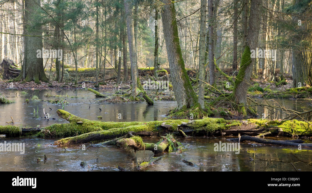 Spring landscape of old forest and water Stock Photo - Alamy