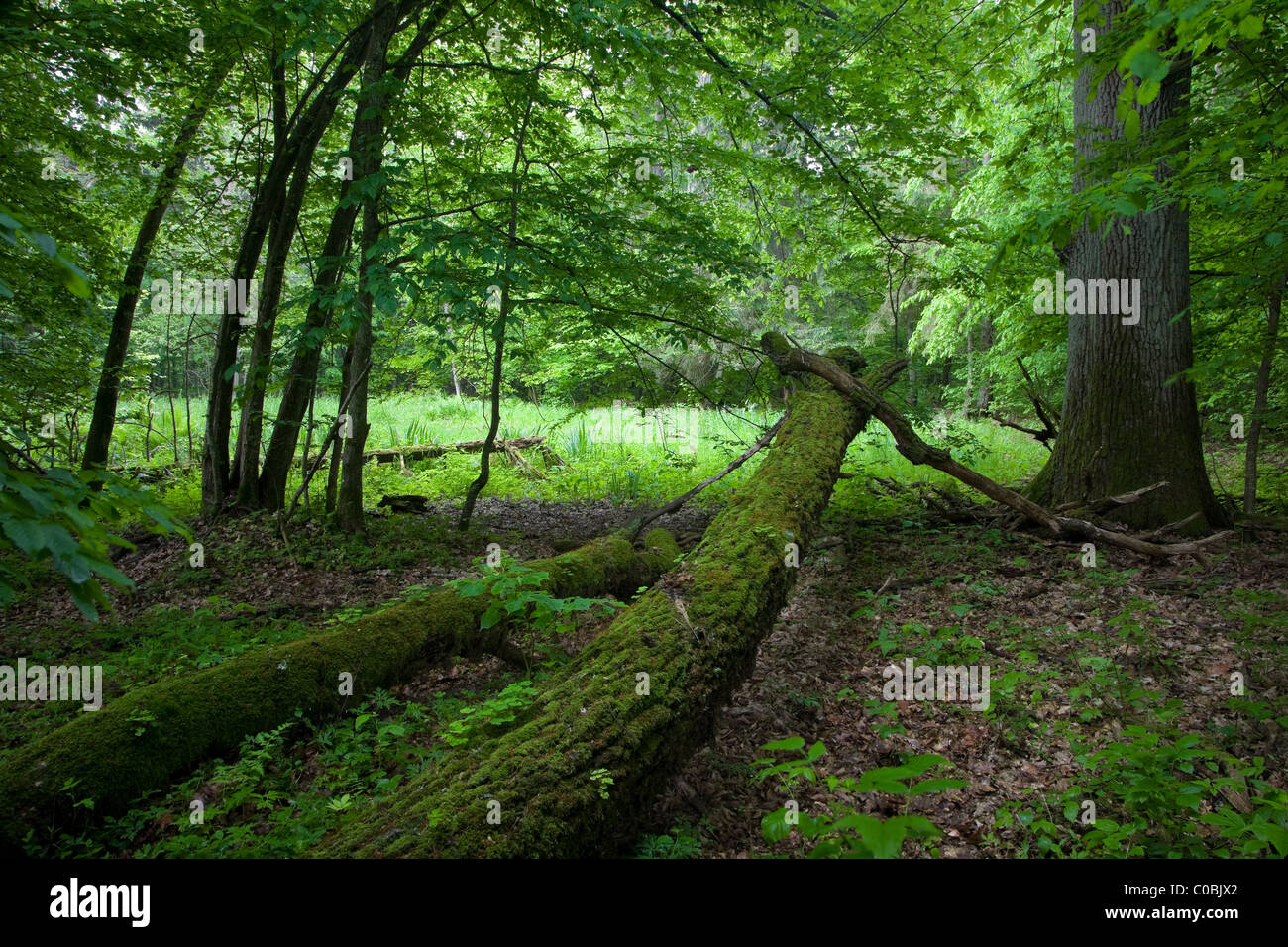 Springtime natural deciduous stand with two mossy logs lying in front ...