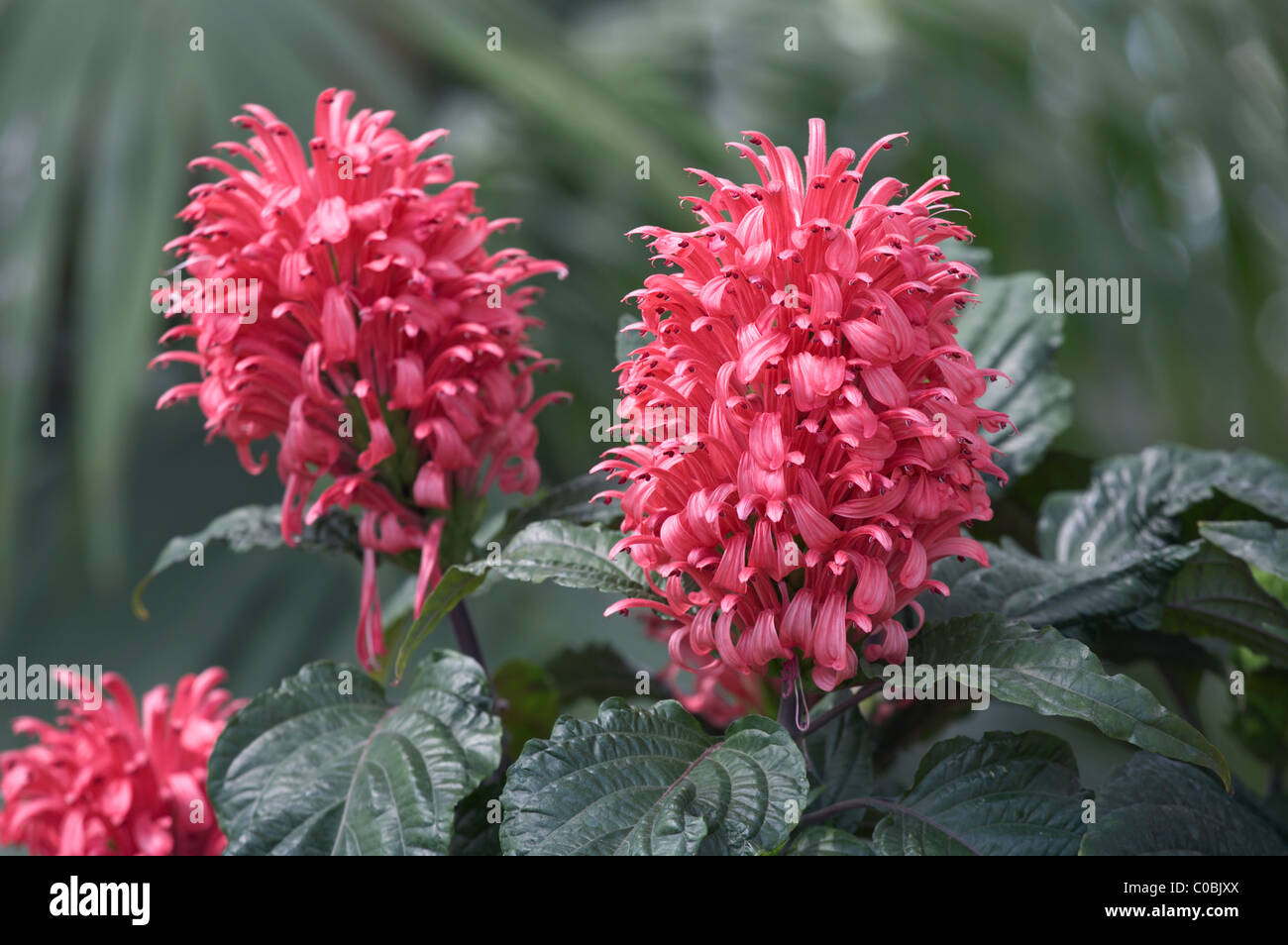 Plume flower jacobinia carnea hi-res stock photography and images - Alamy