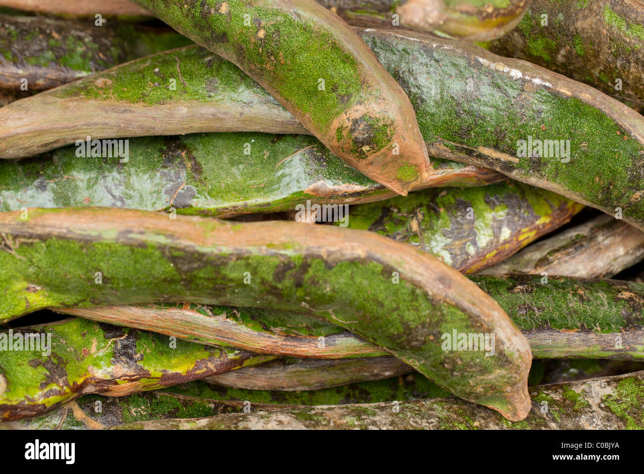 Inga Is A Genus Of Tropical Trees And Shrubs Member Of The Infrafamily ...