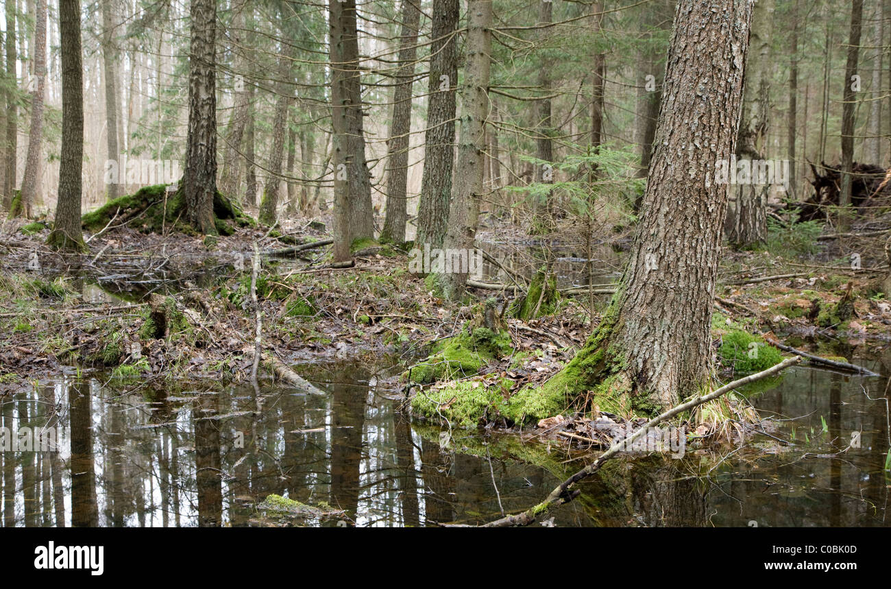 Spring landscape of old forest and water Stock Photo - Alamy