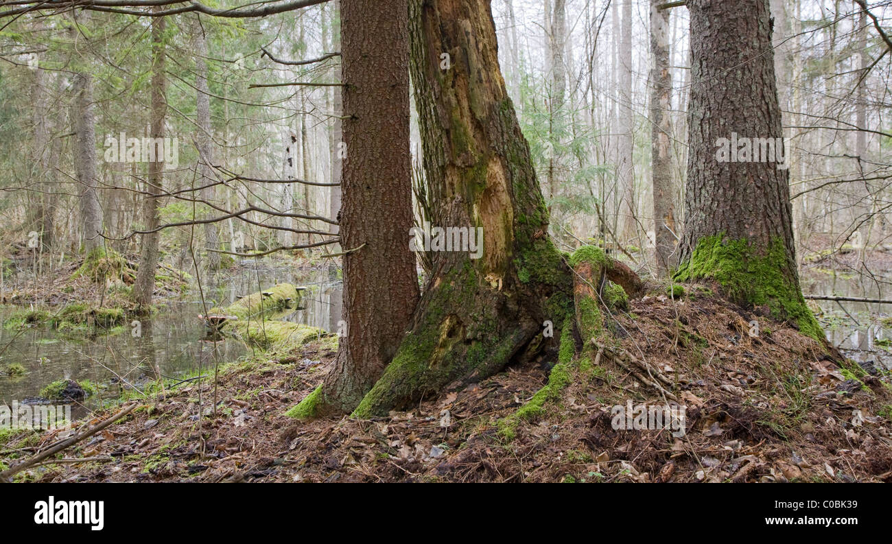 Wetland spring hi-res stock photography and images - Alamy