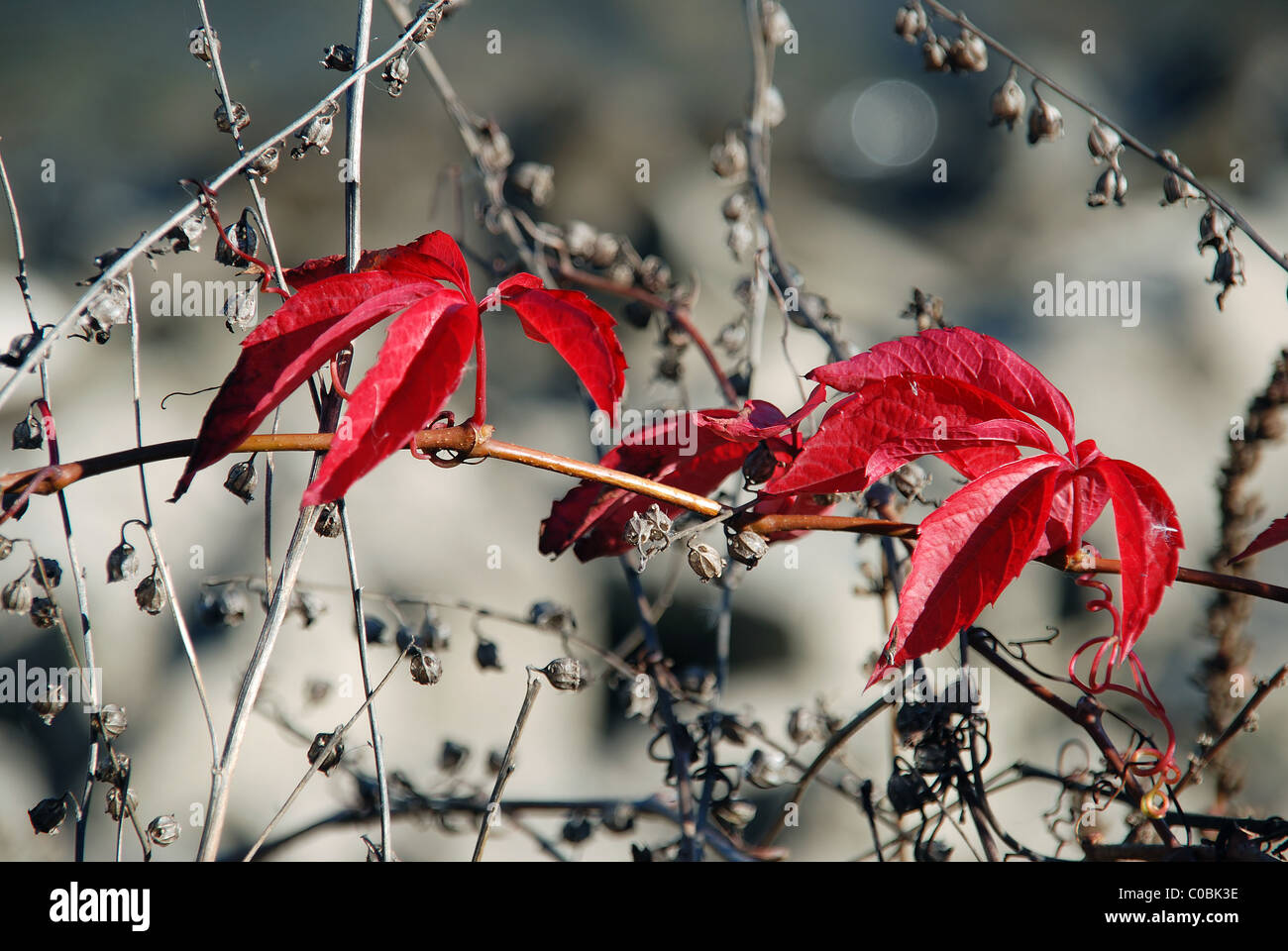 Red leaves on grey dry vegetation background Stock Photo - Alamy