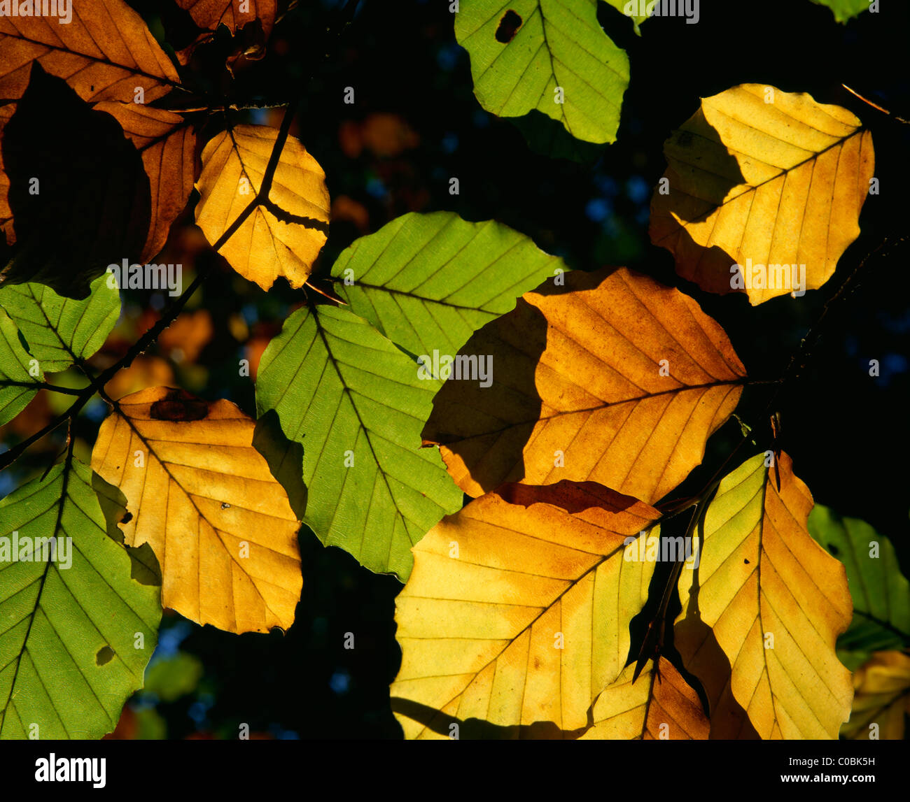 Green and gold beech leaves backlit by sunlight, photographed in ...