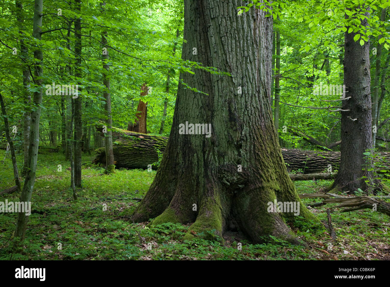 Old large oak tree with broken one in background Stock Photo - Alamy