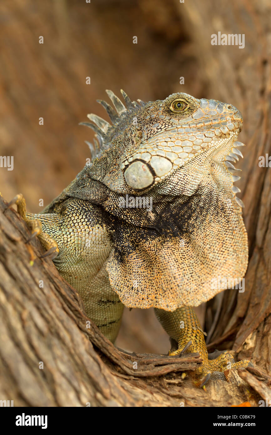 Prehistoric habitats hi-res stock photography and images - Alamy