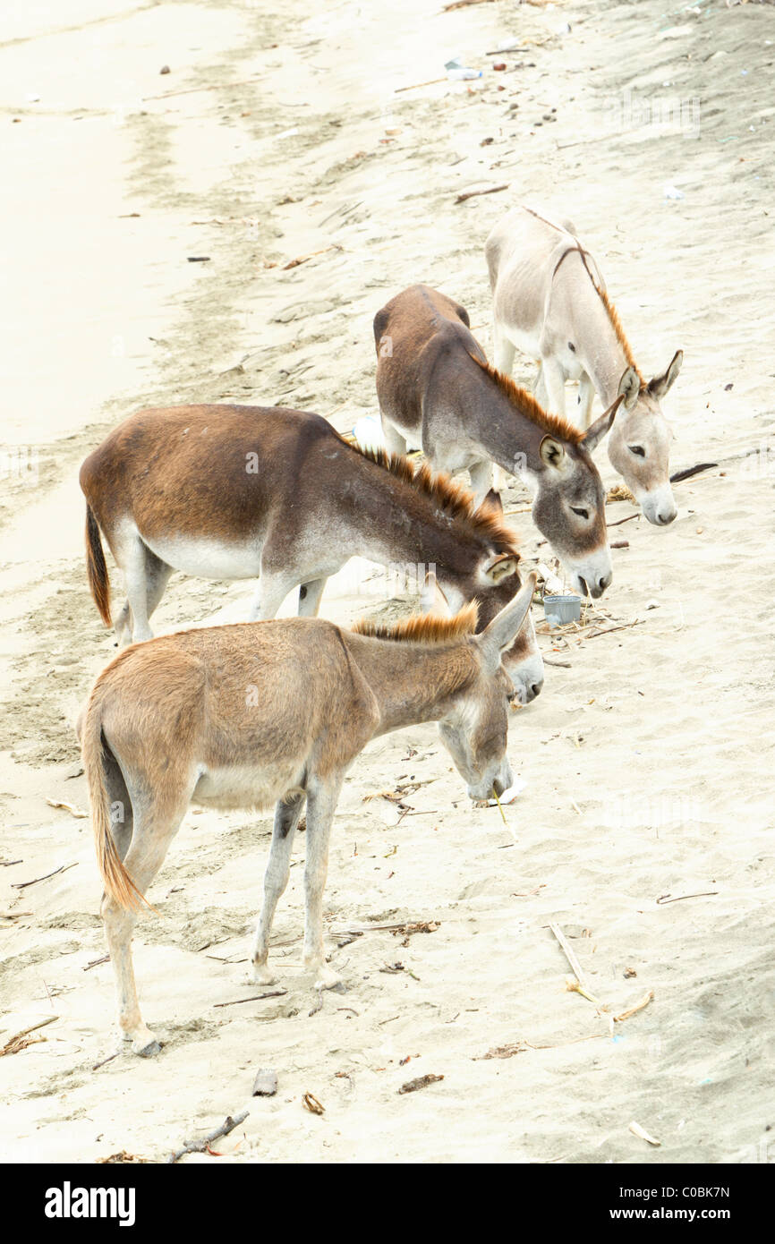 Group Of Four Donkey On The Beach Stock Photo - Alamy