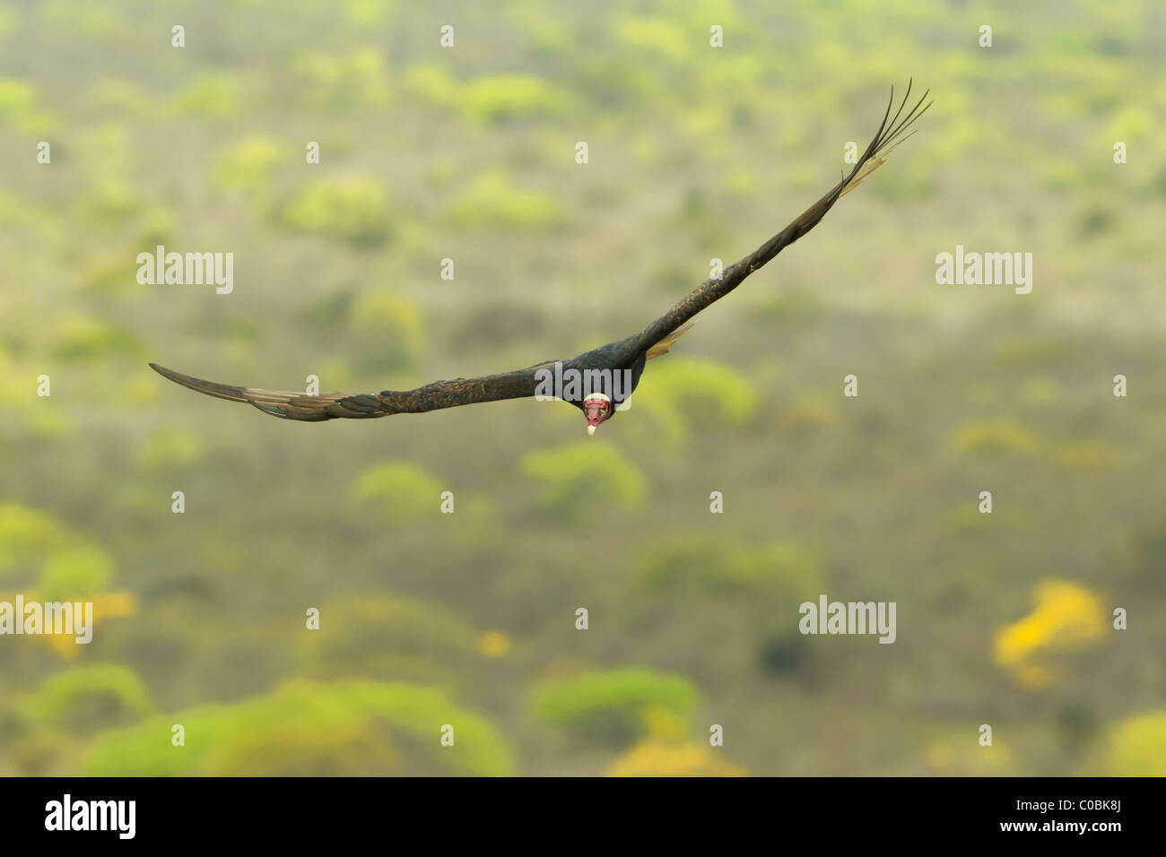 Male Turkey Vulture Flying Toward The Viewer Stock Photo - Alamy