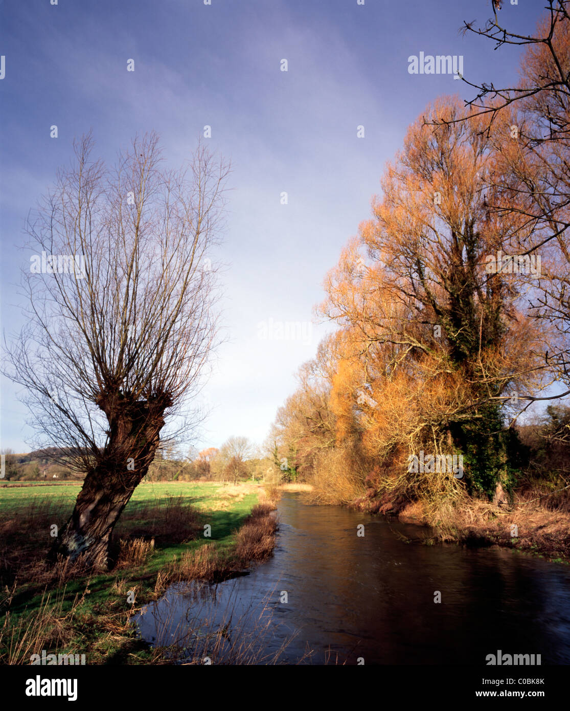 Willow trees beside the River Wylye near the village of Knook in ...