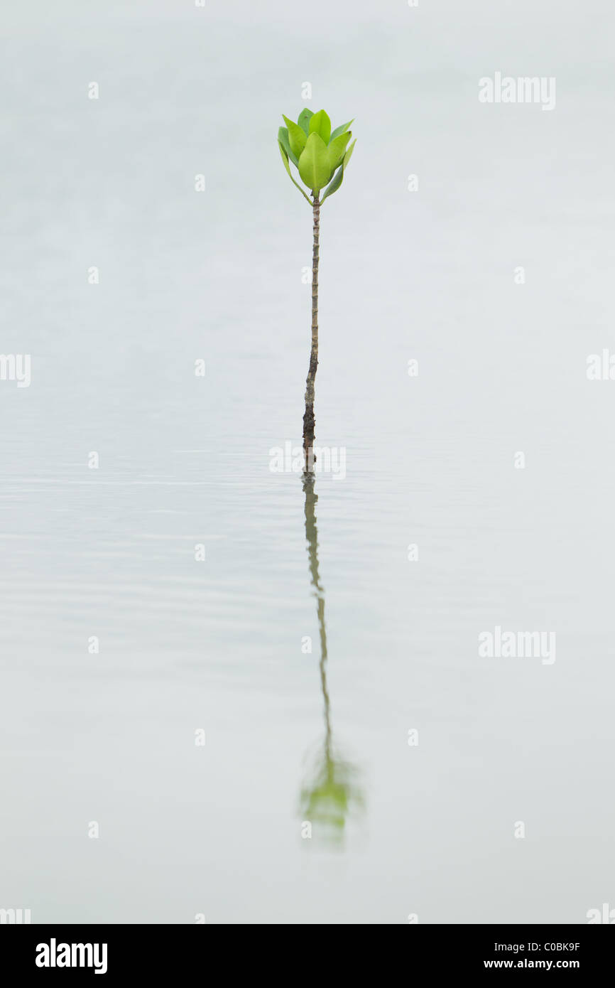 Mangrove Tree Growing From The Ocean Stock Photo - Alamy