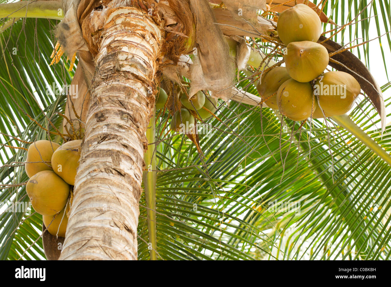 Exotic Coconut Tree With Ripped And Fresh Fruits Stock Photo - Alamy