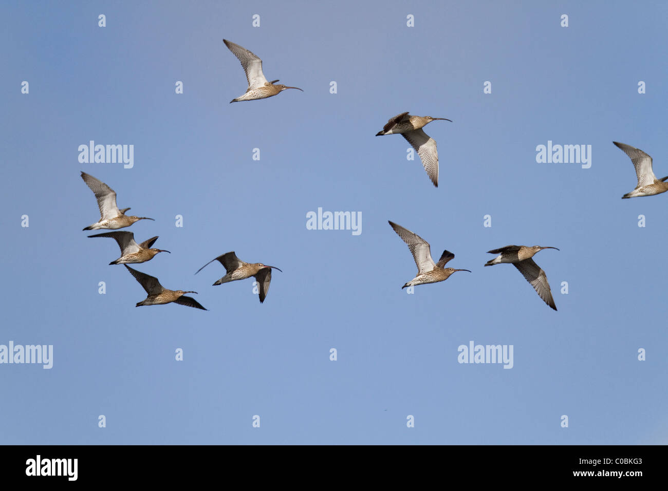 Curlew in flight hi-res stock photography and images - Alamy