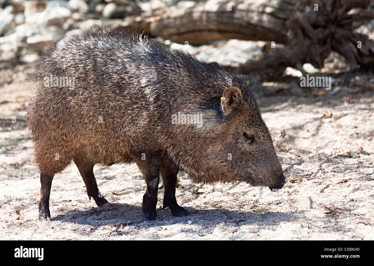 Collared peccary or Javelina Dicotyles tajacu Living Desert State Park ...