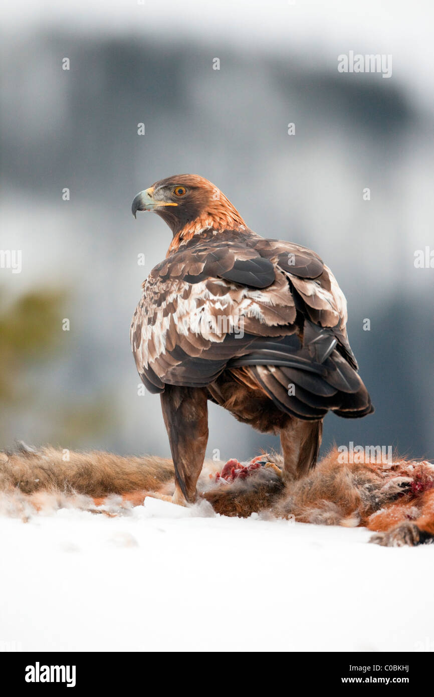 Eagle Dead On Hammers