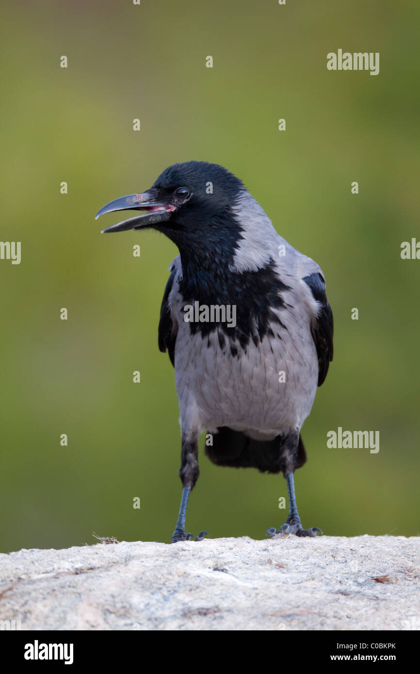 Crow corvus cornix norway hi-res stock photography and images - Alamy