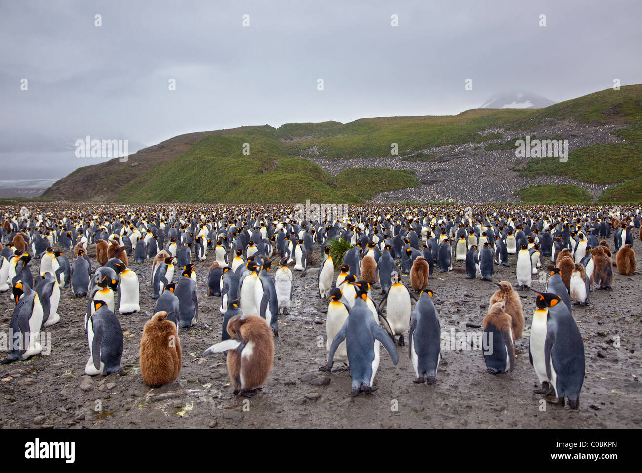 King penguins rookery hi-res stock photography and images - Alamy