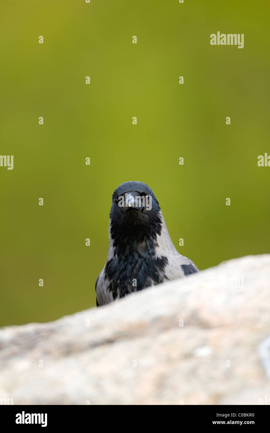 Hooded crow hi-res stock photography and images - Alamy
