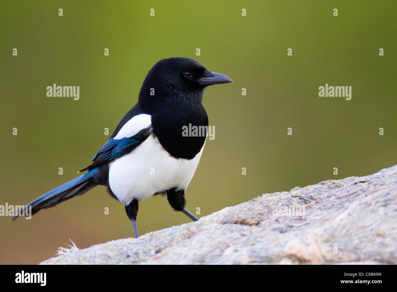Magpie; Pica pica; Norway Stock Photo - Alamy