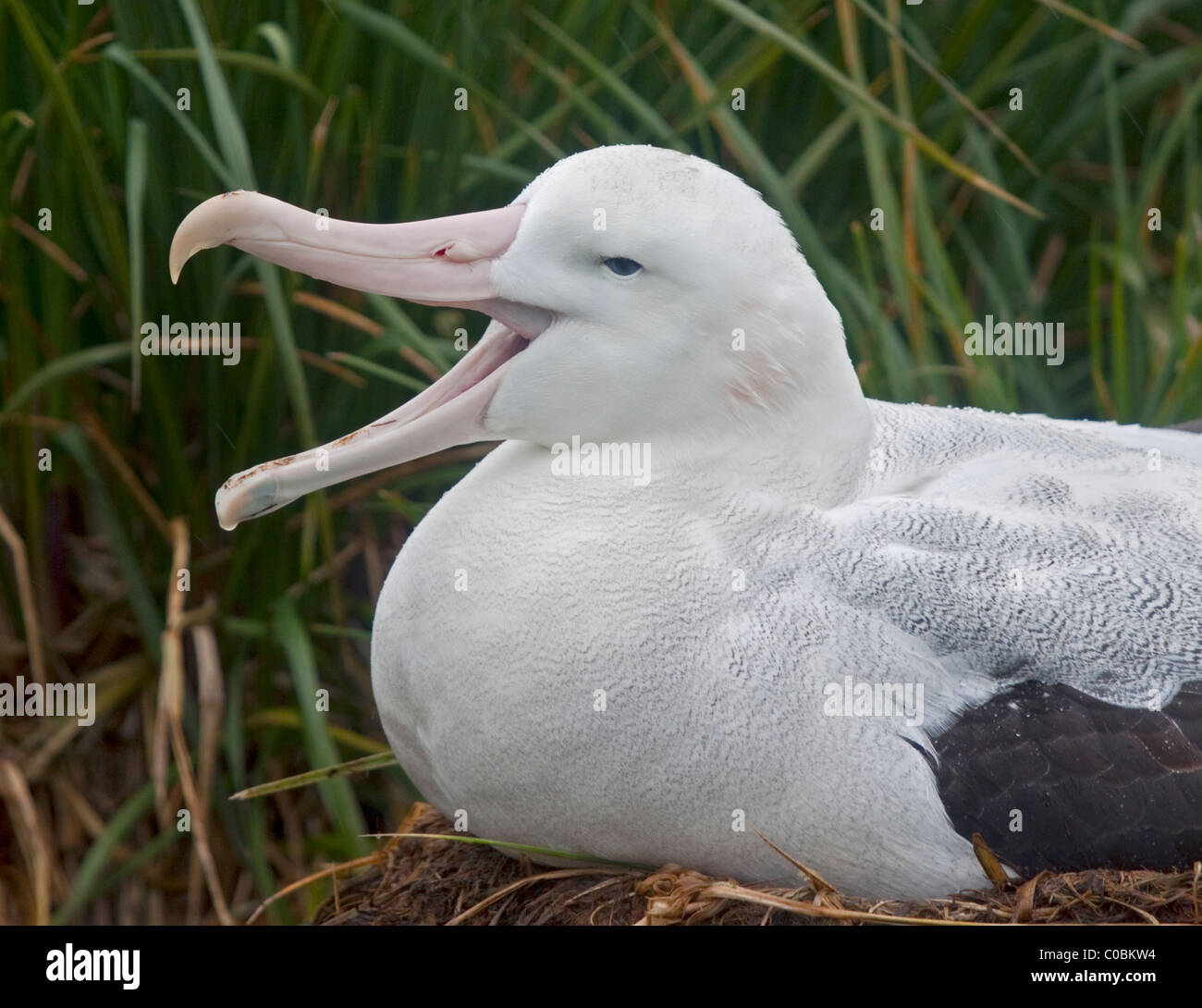 Wandering Albatross (diomedea exulans exulans) on nest, Prion Island ...