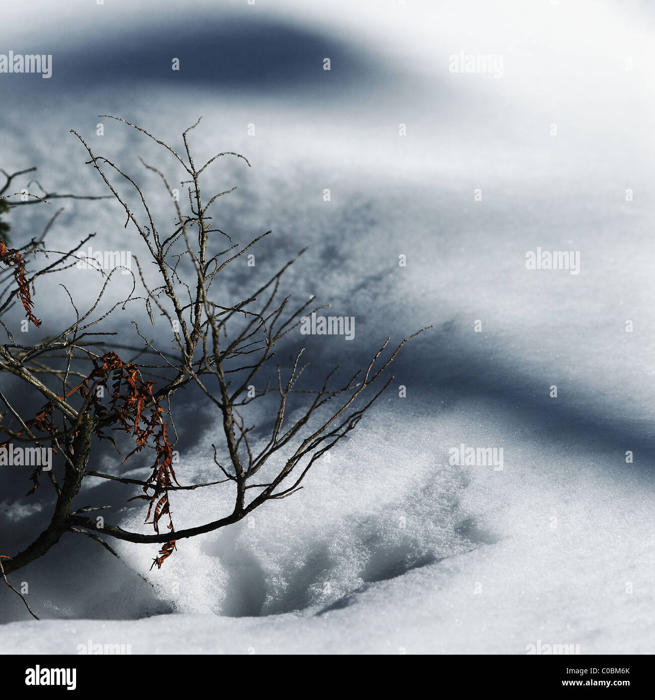 Shrub snow hi-res stock photography and images - Alamy
