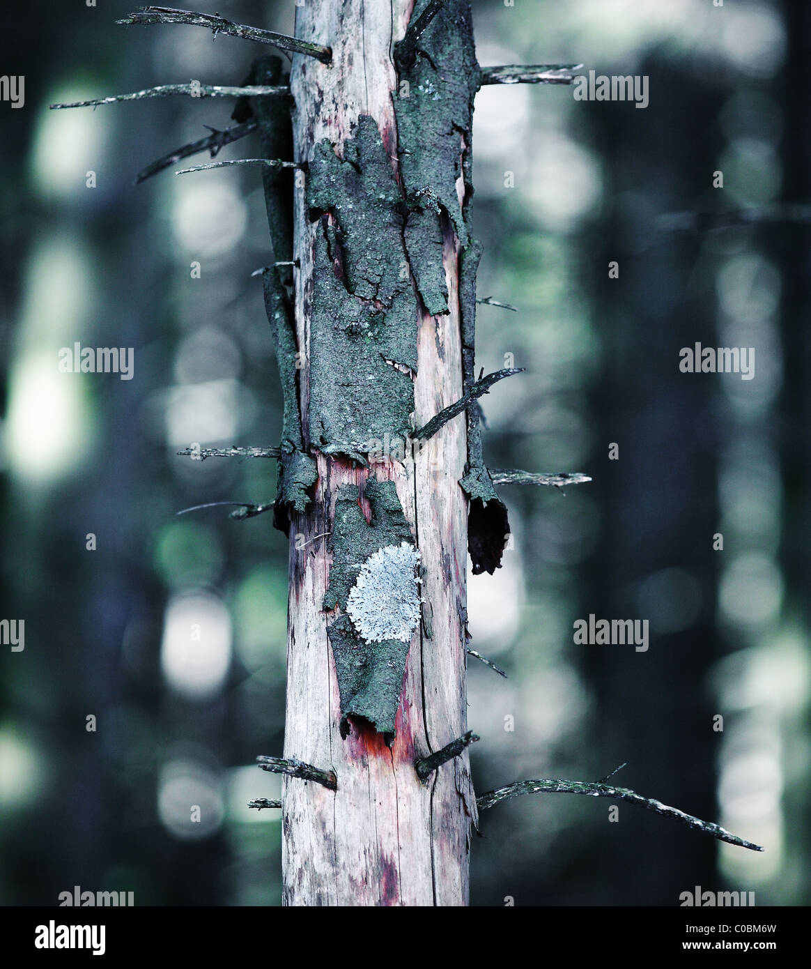 Dead tree in the woods Stock Photo - Alamy