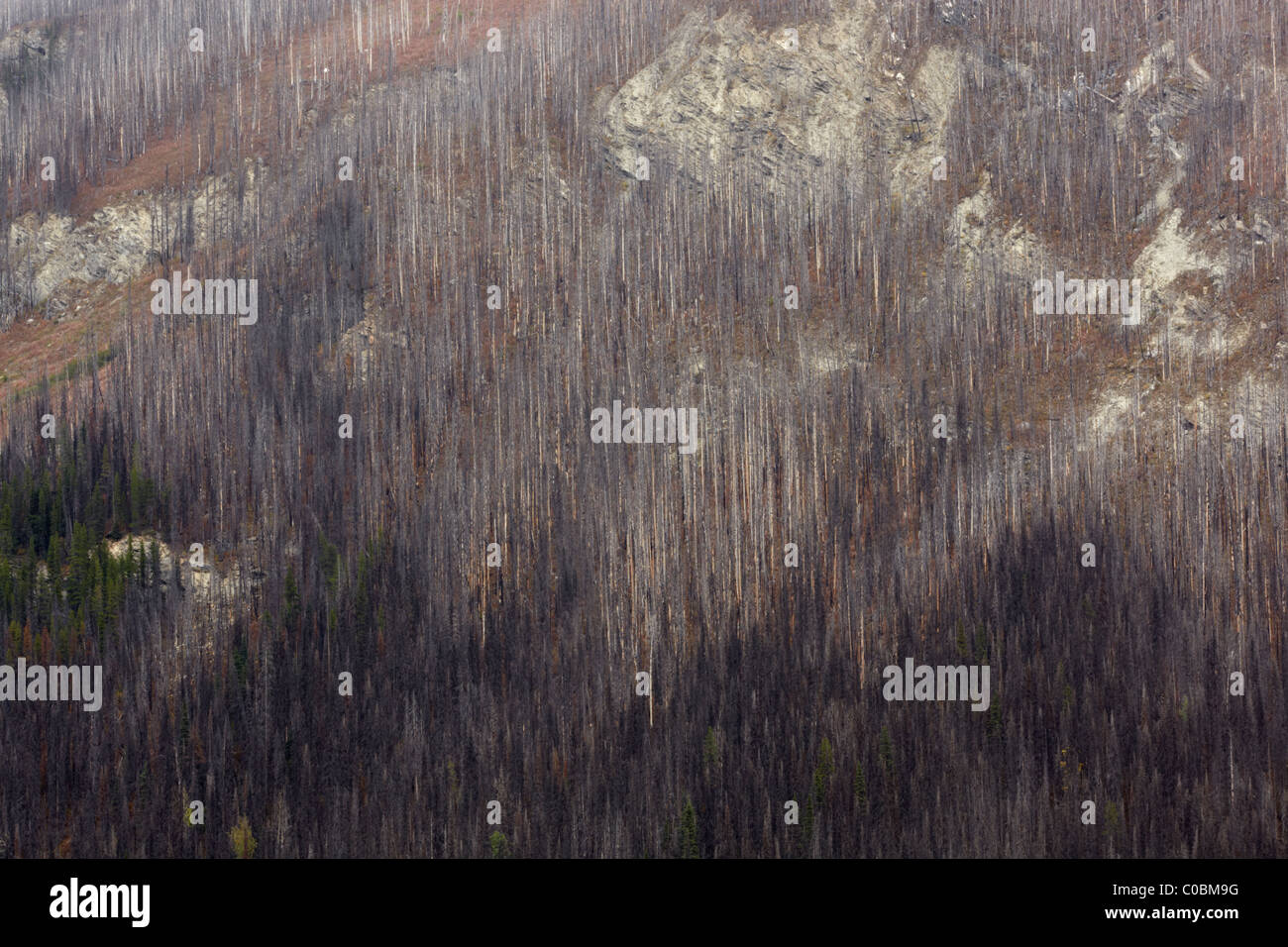 Burnt Pine Trees High Resolution Stock Photography and Images - Alamy