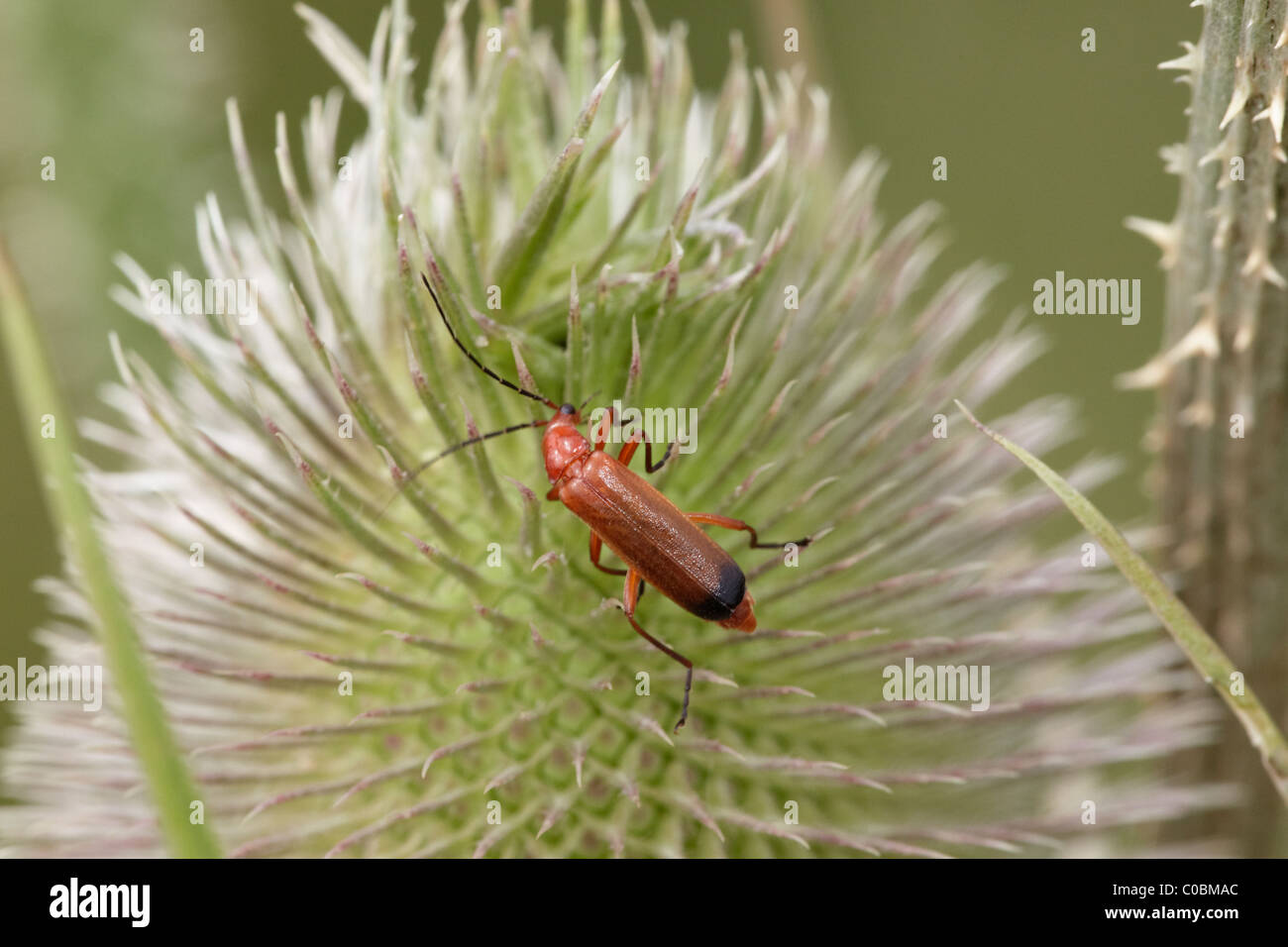 Rhagonycha Beetles High Resolution Stock Photography and Images - Alamy