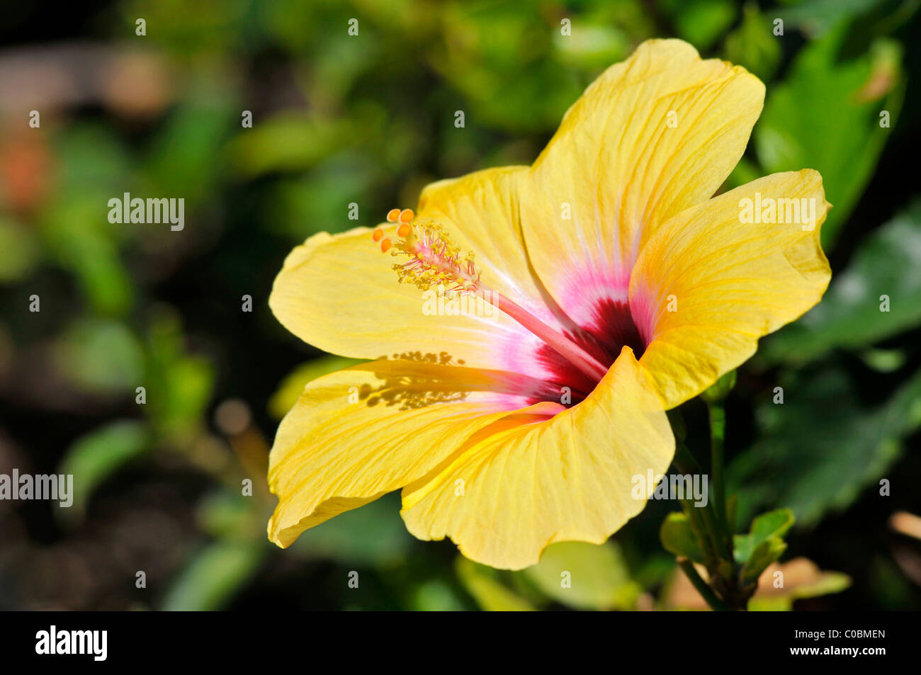 Mallow hibiscus rosa sinensis hi-res stock photography and images - Alamy