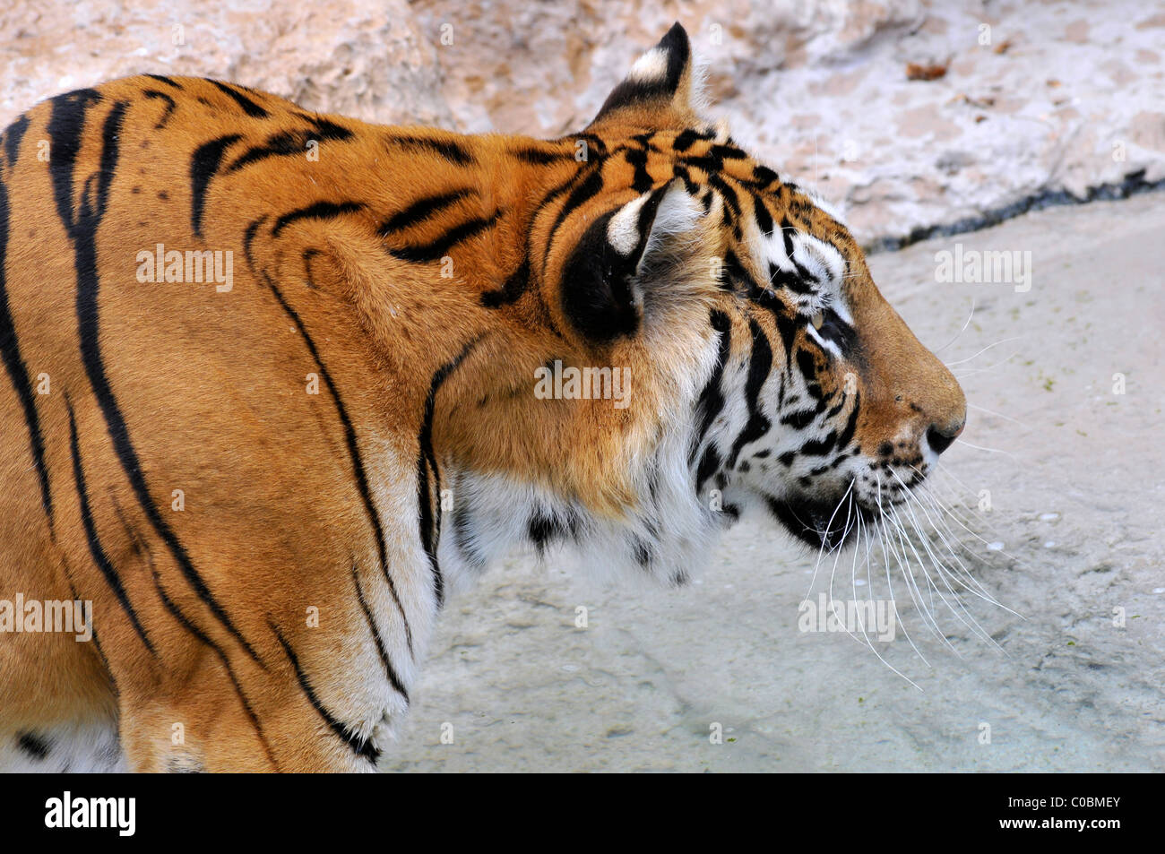 Tiger head profile hi-res stock photography and images - Alamy