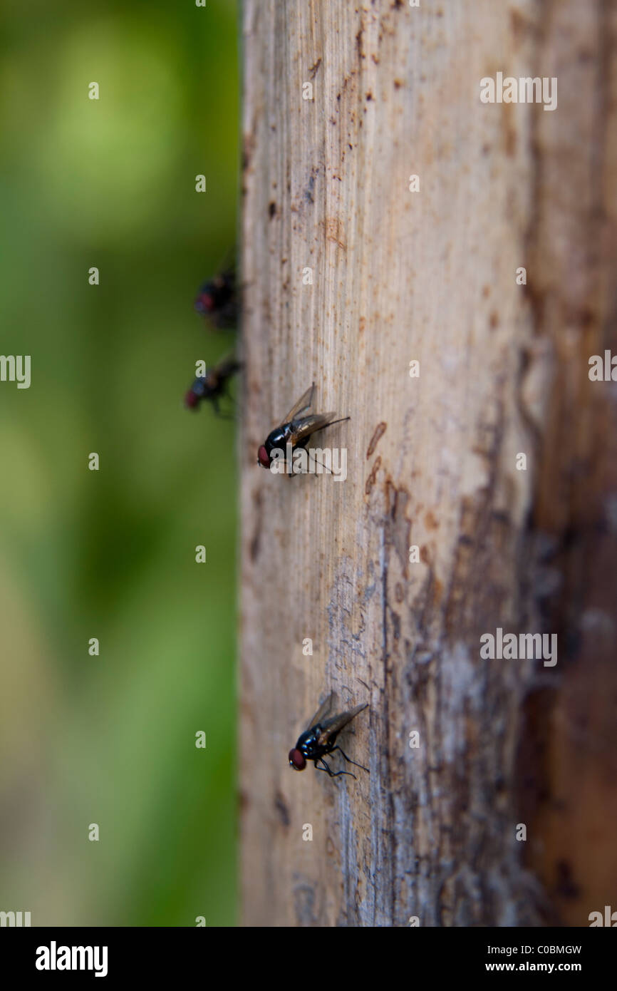 Flies on a tree Stock Photo - Alamy