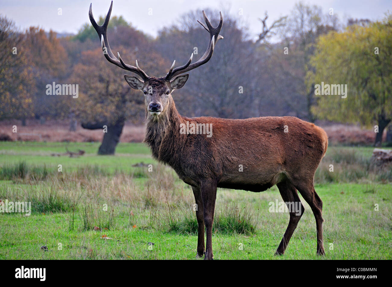 Defense deer hi-res stock photography and images - Alamy