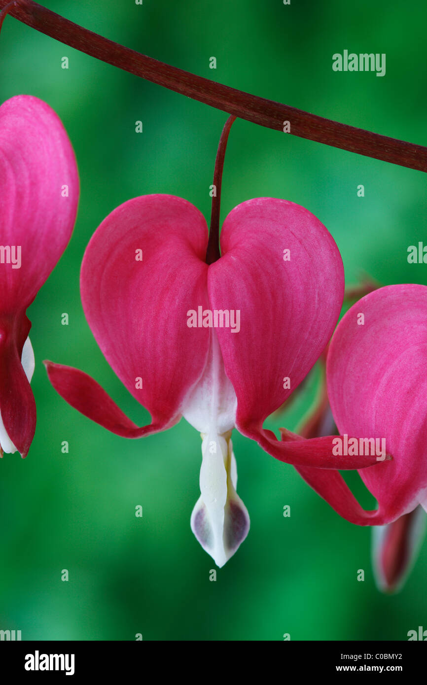 Spectabilis hi-res stock photography and images - Alamy
