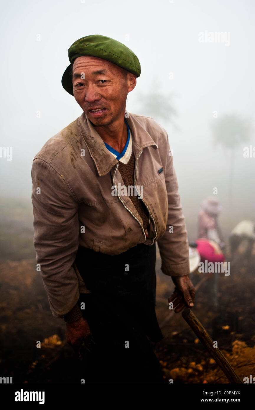 Miao people working on a Taxus / Yew tree plantation project Stock ...