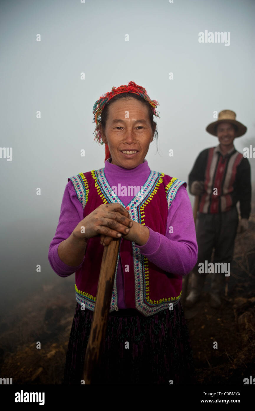Miao people working on a Taxus / Yew tree plantation project Stock ...