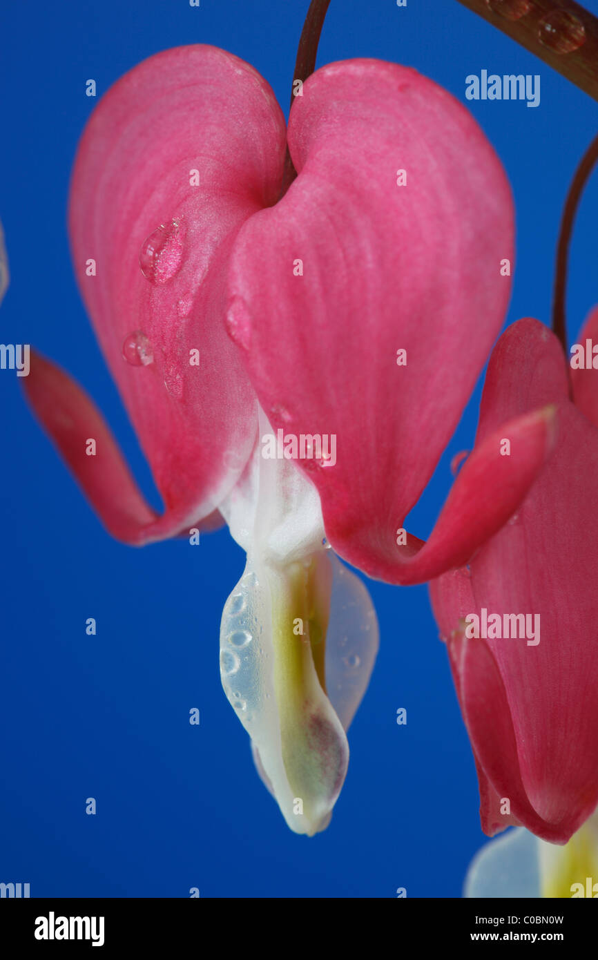 Lamprocapnos spectabilis Syn Dicentra spectabilis AGM Bleeding heart ...