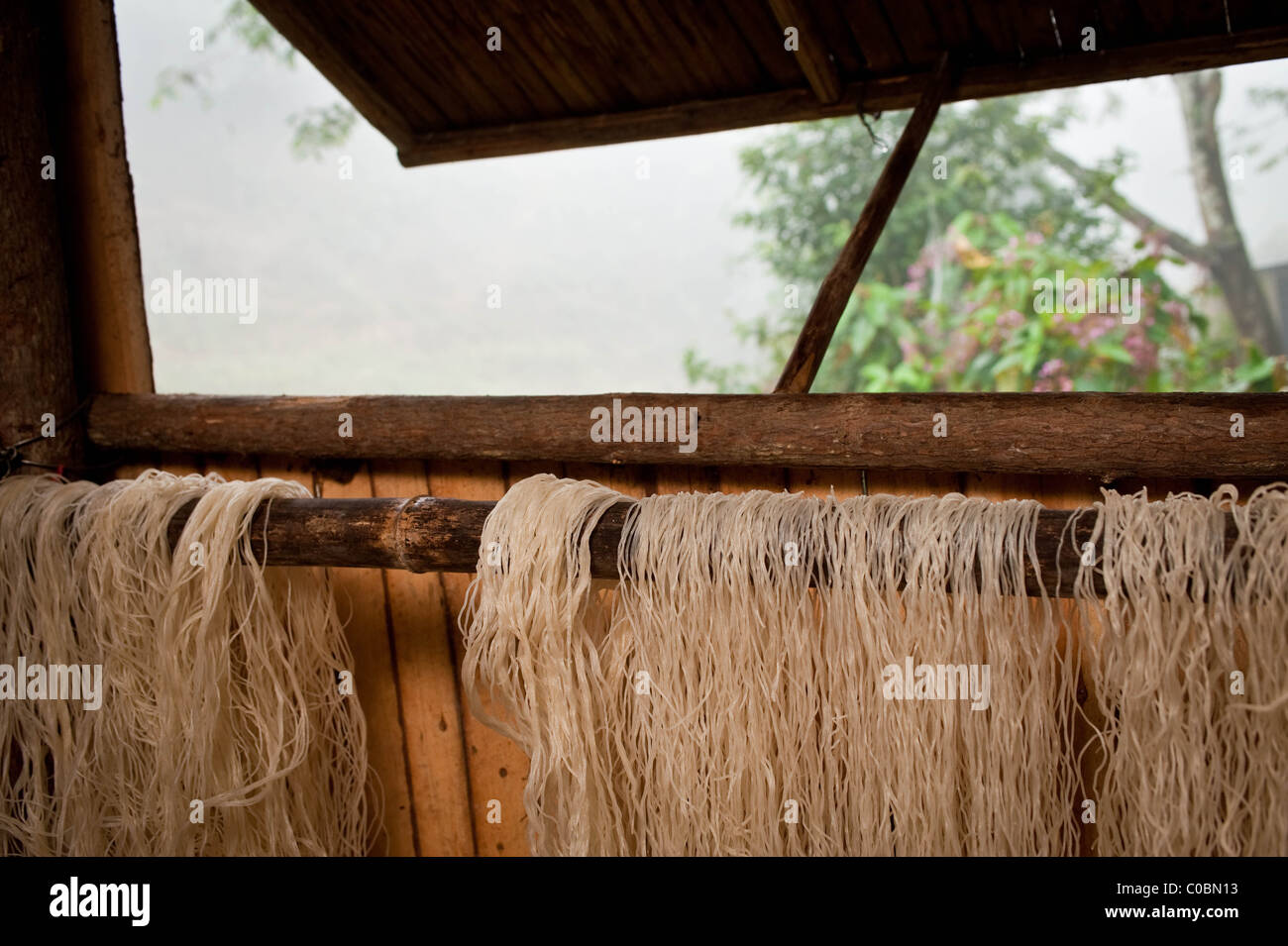 Miao people working on a Taxus / Yew tree plantation project Stock ...