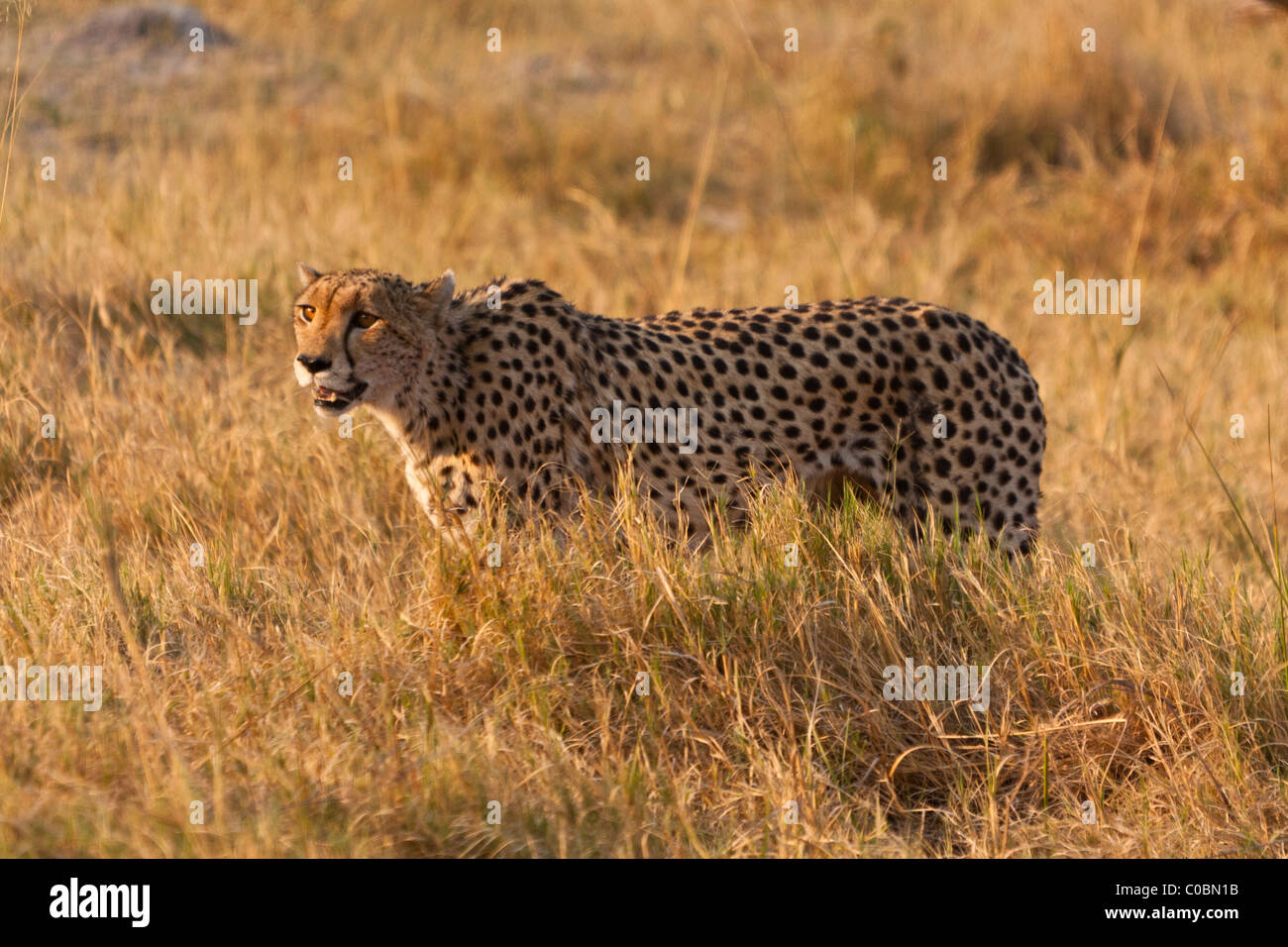 A cheetah standing and facing to the left. It is alert and ...