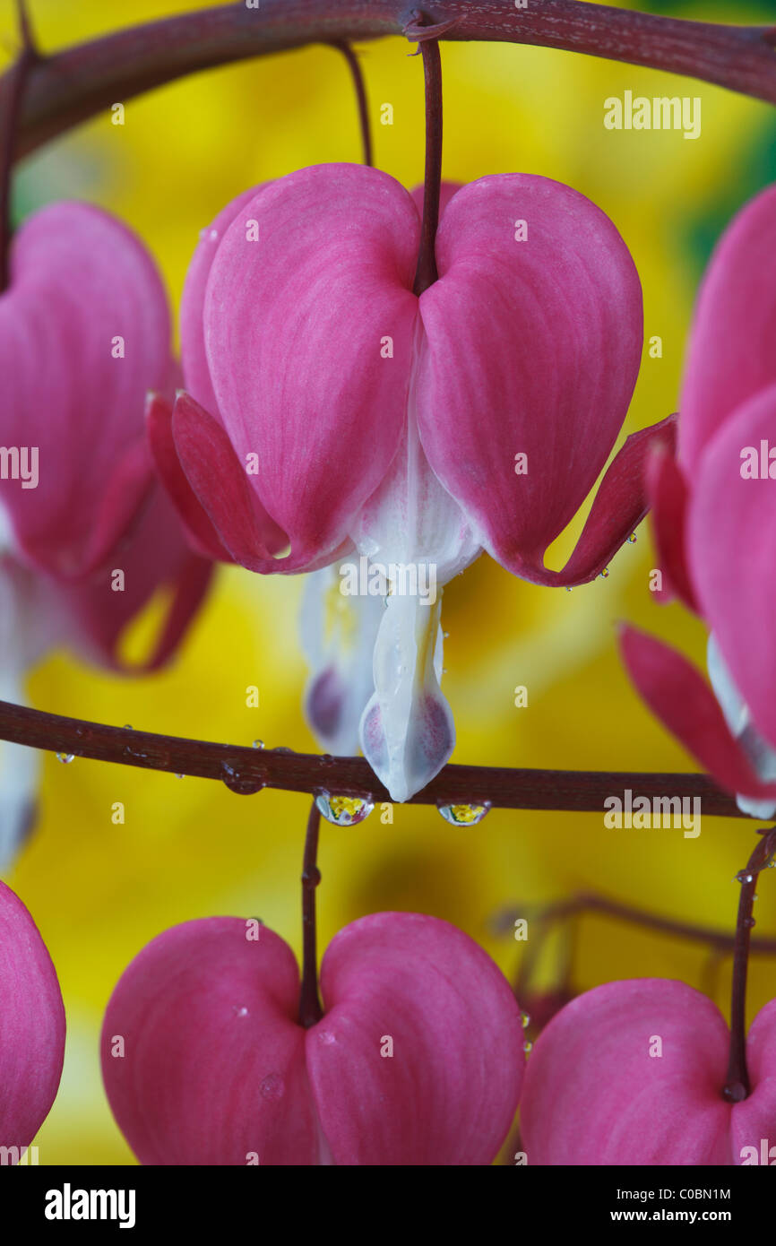 Lamprocapnos spectabilis Syn Dicentra spectabilis AGM Bleeding heart ...