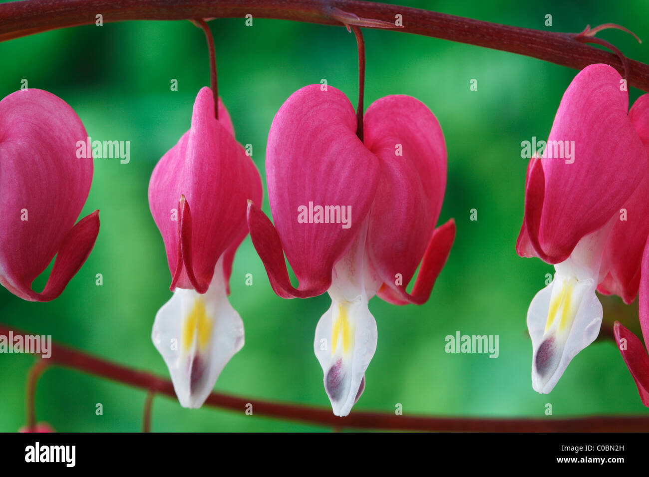 Lamprocapnos spectabilis Syn Dicentra spectabilis AGM Bleeding heart ...