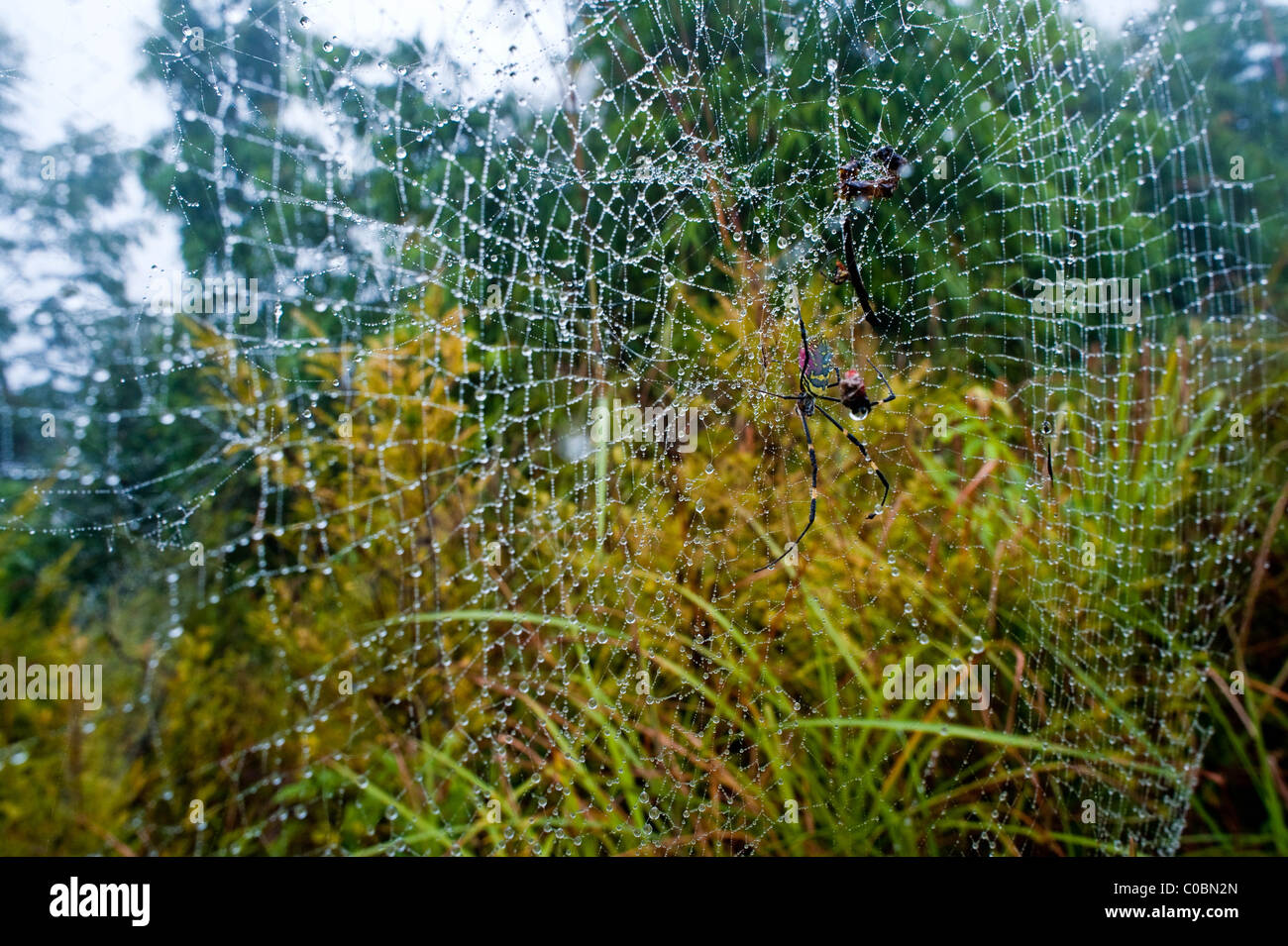 Yew Tree project in Yunnan, Southern China for medicine fabrication ...