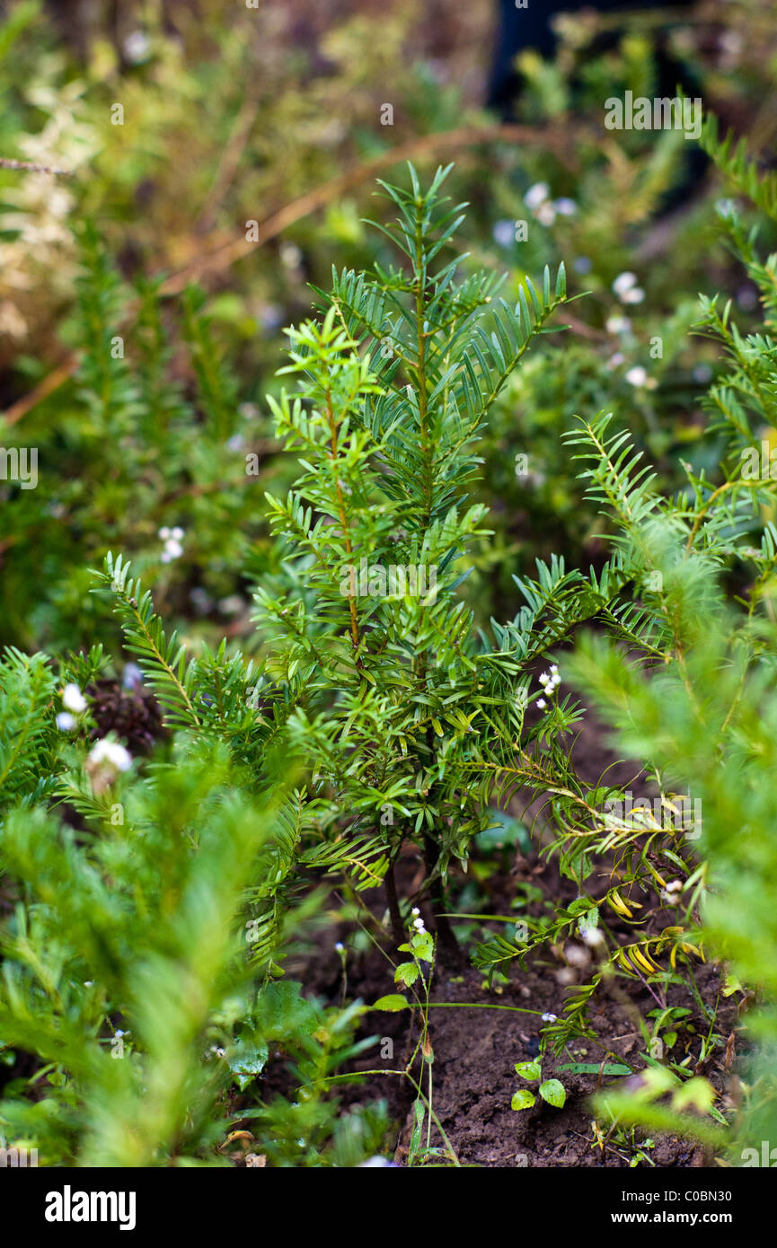 Yew Tree project in Yunnan, Southern China for medicine fabrication ...