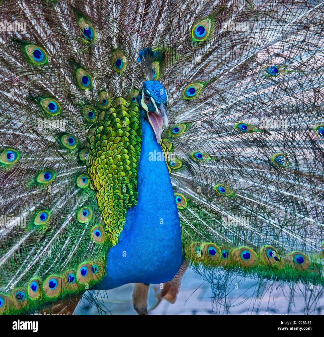 A screaming peacock in full display in Kuala Lumpur Bird Park Stock ...