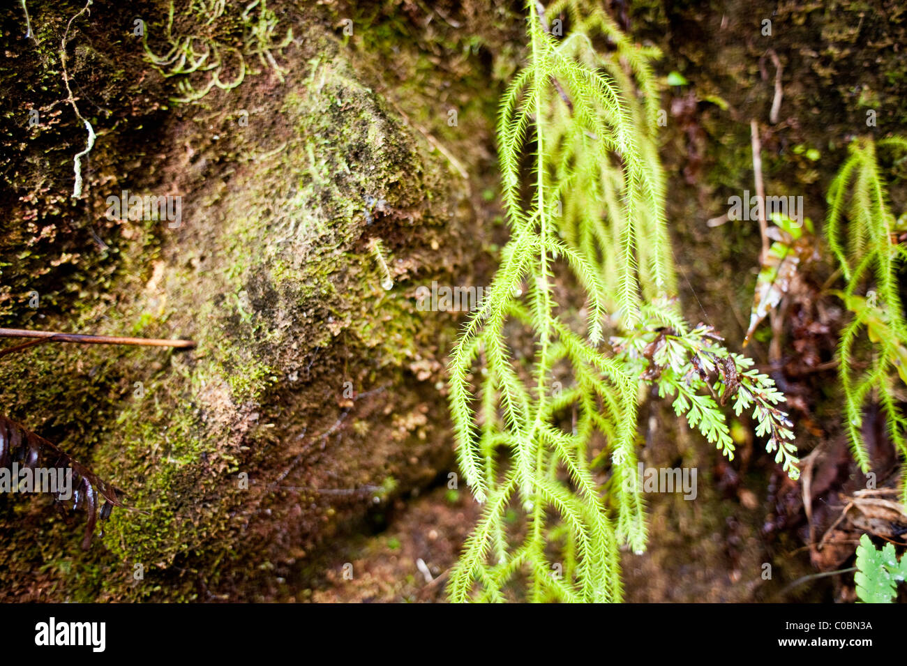 Tree medicine hi-res stock photography and images - Alamy