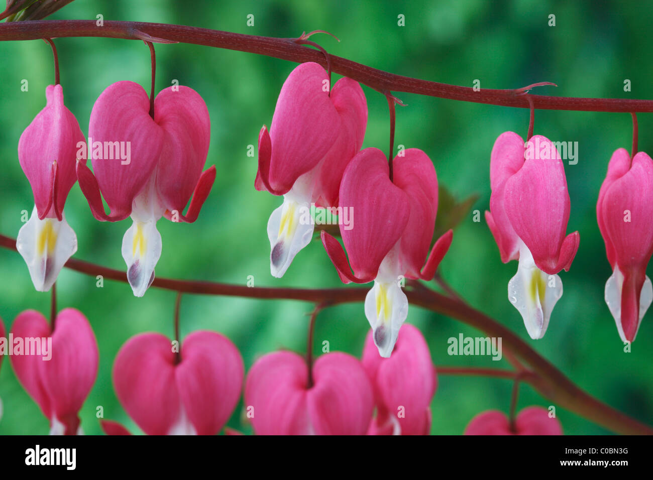 Lamprocapnos spectabilis Syn Dicentra spectabilis AGM Bleeding heart ...