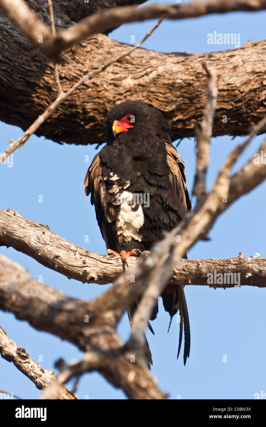 A bataleur eagle in a tree in Botswana it is facing left Stock Photo ...