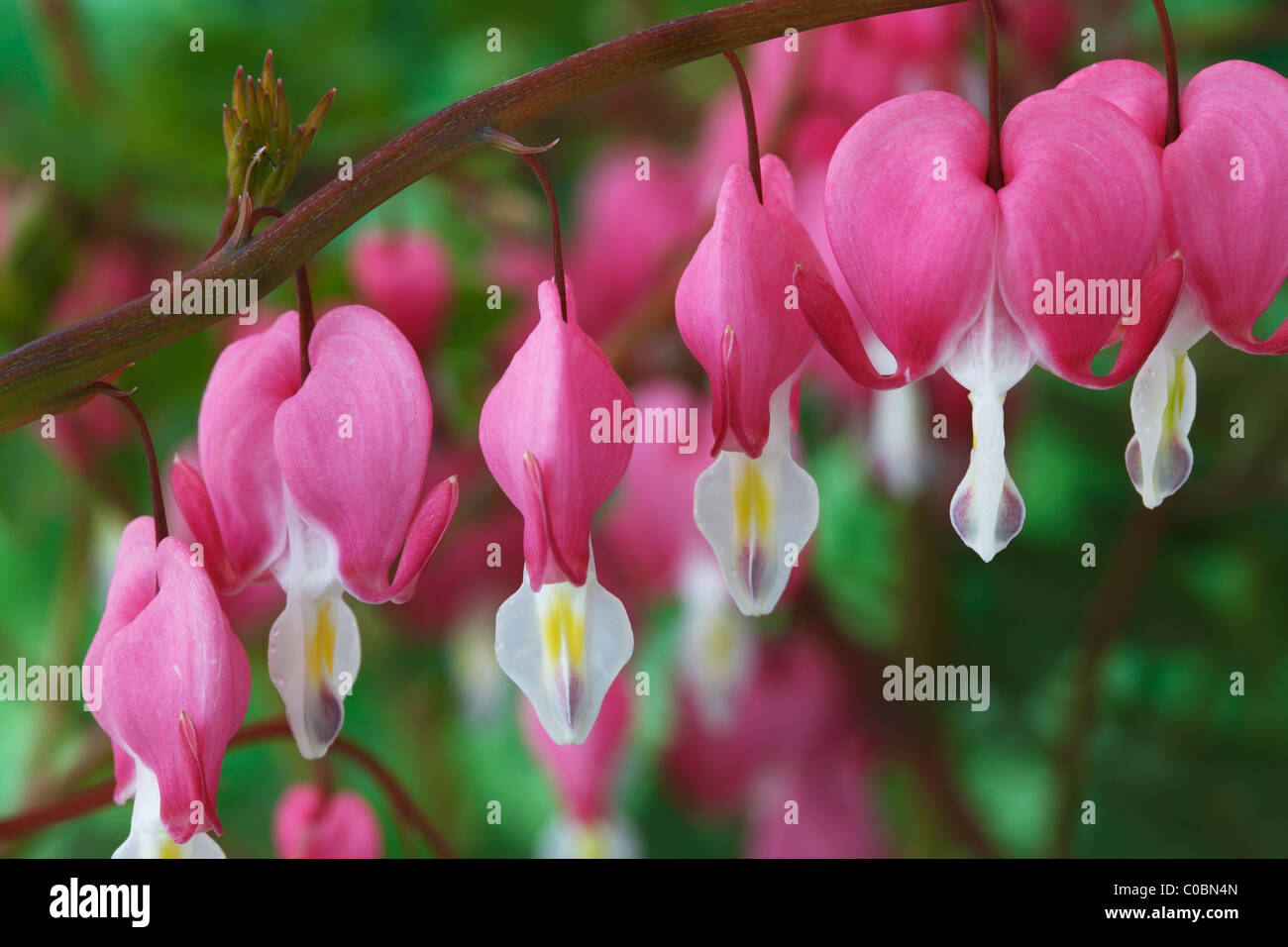 Lamprocapnos spectabilis Syn Dicentra spectabilis AGM Bleeding heart ...