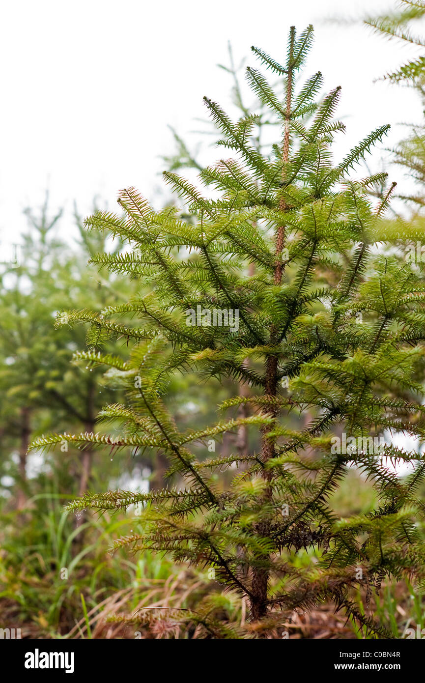 Yew Tree project in Yunnan, Southern China for medicine fabrication ...